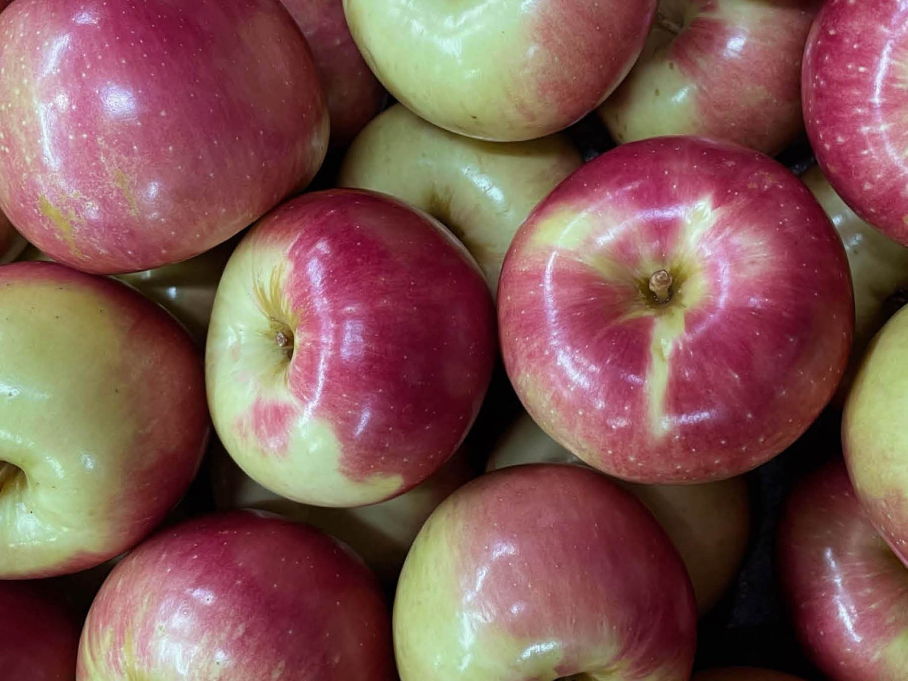 Zestar! Apples are AVAILABLE! - Sunrise Orchards